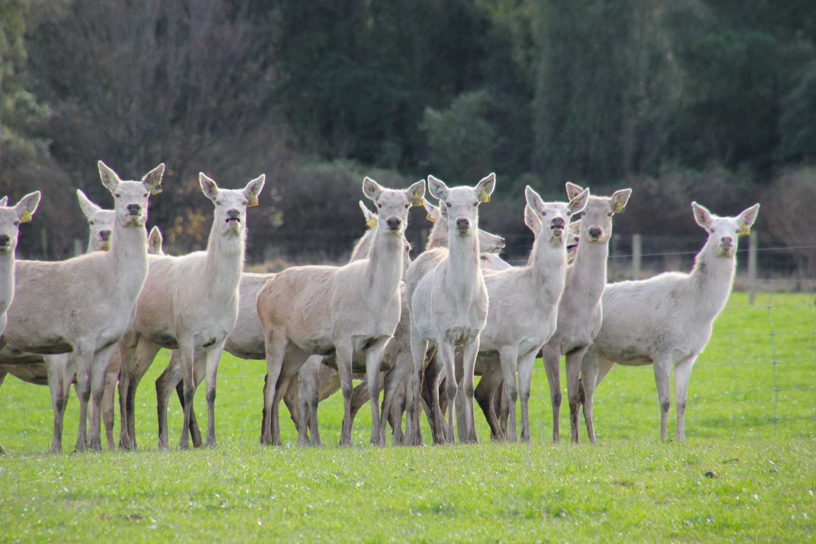 White Deer - Peel Forest Estate - Red Deer Genetics