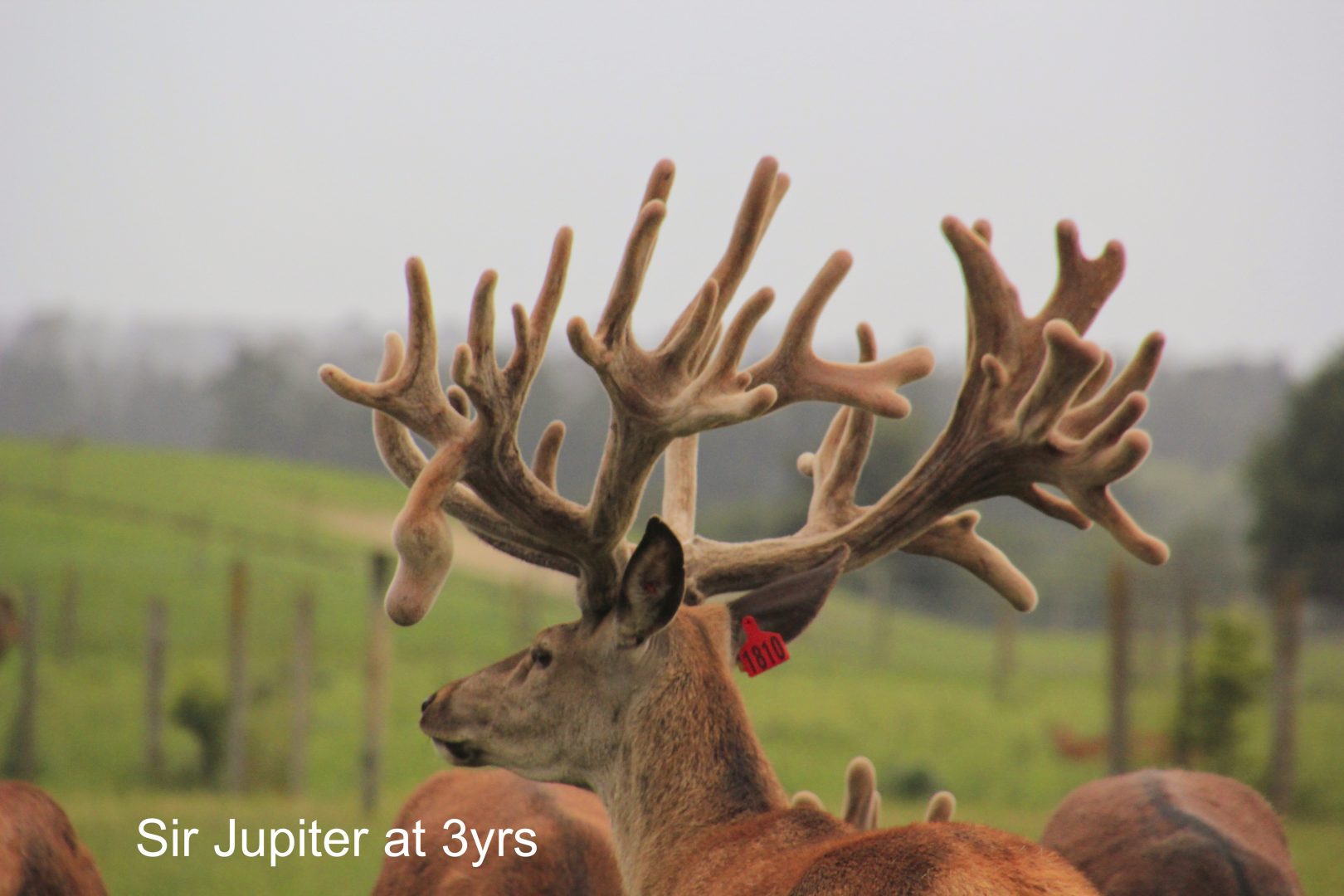 Sir Jupiter - Peel Forest Estate - Red Deer Genetics
